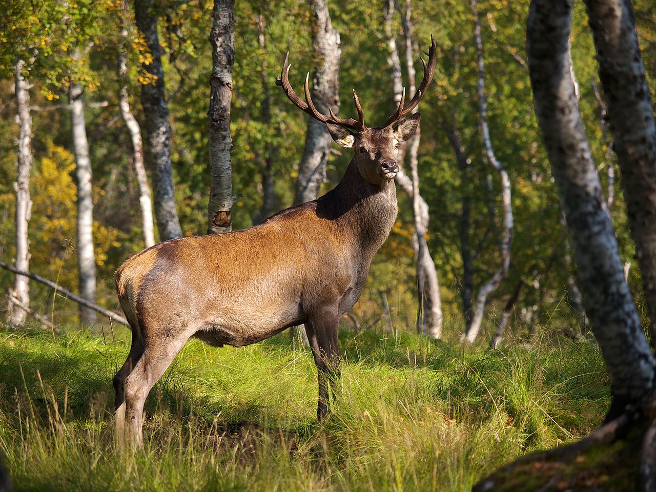 mammifère | Citoyen de la nature