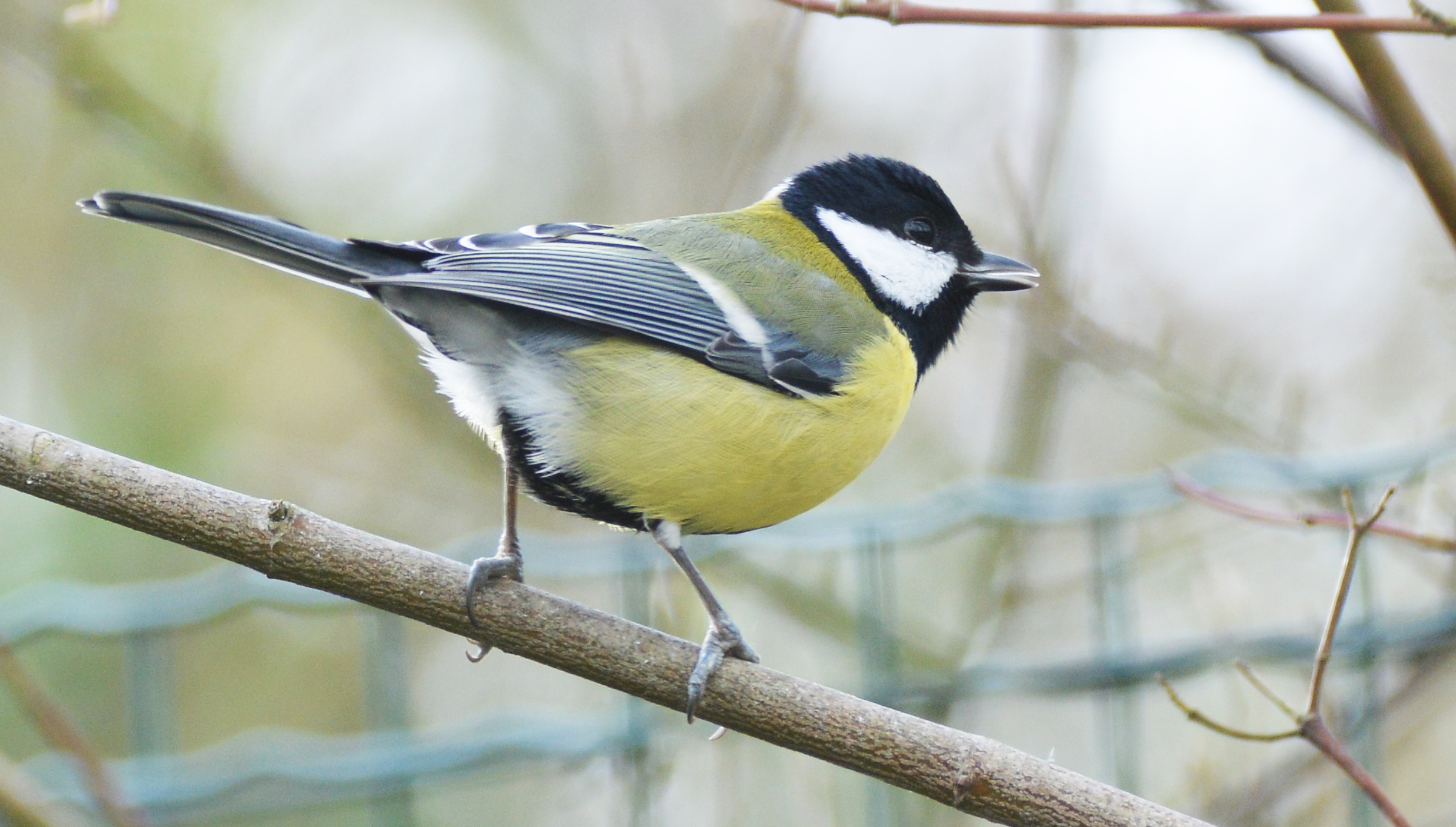 Les mésanges ne sont pas des anges ! | Citoyen de la nature